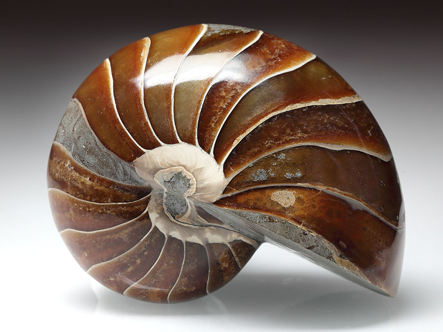 Versteinerter Nautilus aus Madagaskar