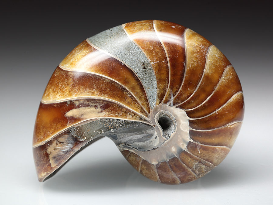Versteinerter Nautilus aus Madagaskar