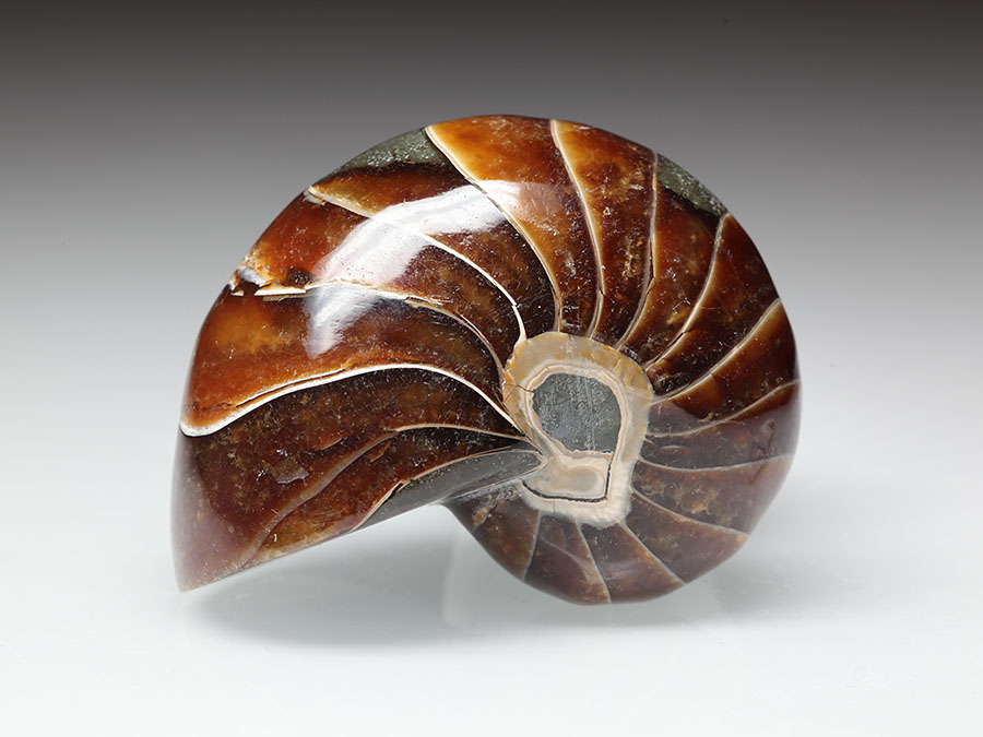 Versteinerter Nautilus aus Madagaskar