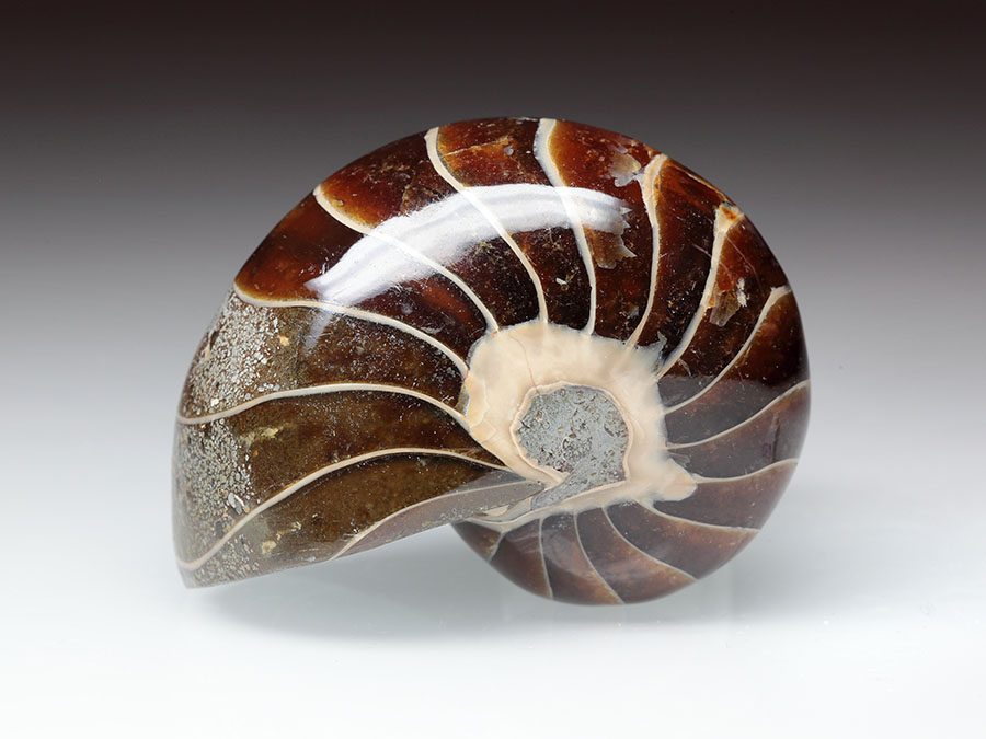 Versteinerter Nautilus aus Madagaskar