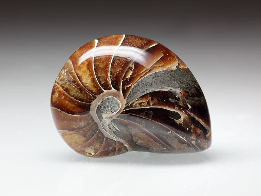 Versteinerter Nautilus aus Madagaskar