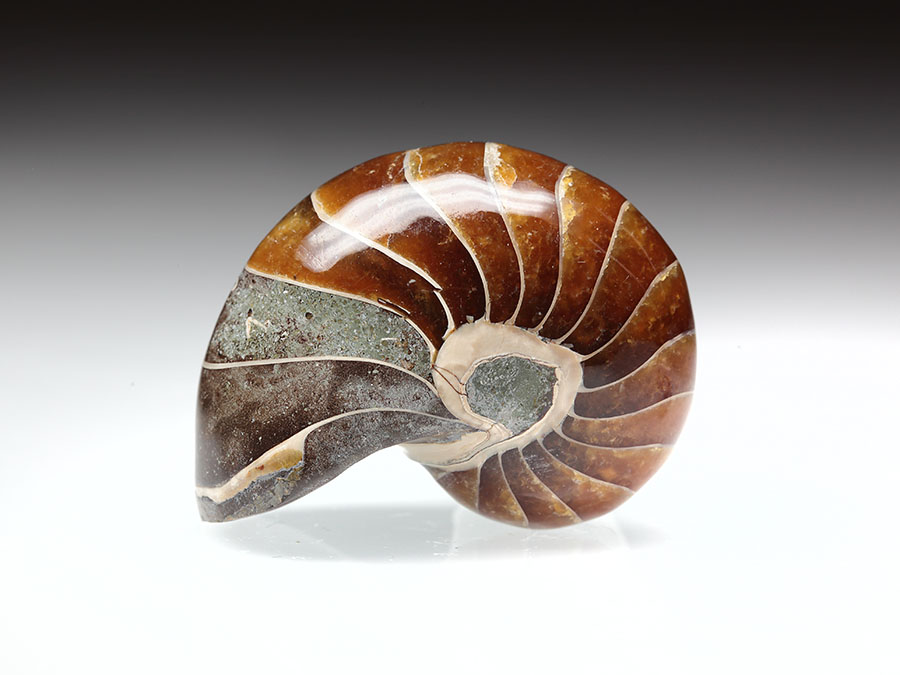 Versteinerter Nautilus aus Madagaskar