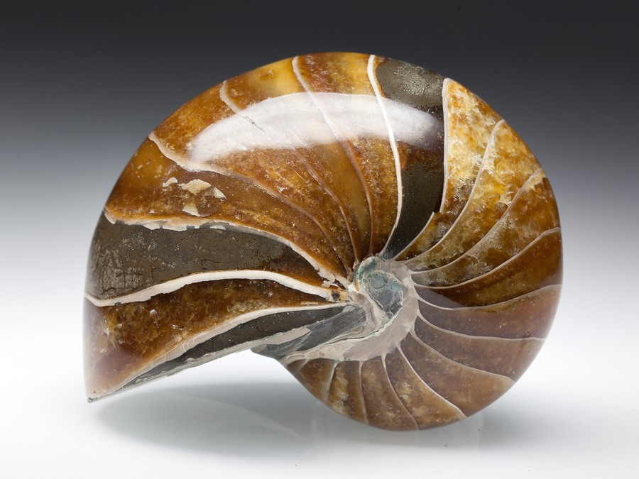 Versteinerter Nautilus aus Madagaskar
