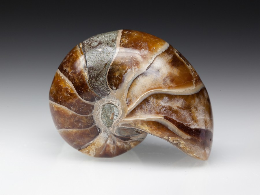 Versteinerter Nautilus aus Madagaskar