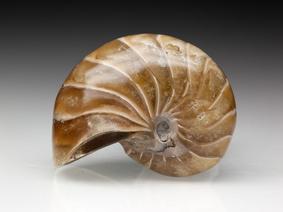 Versteinerter Nautilus aus Madagaskar