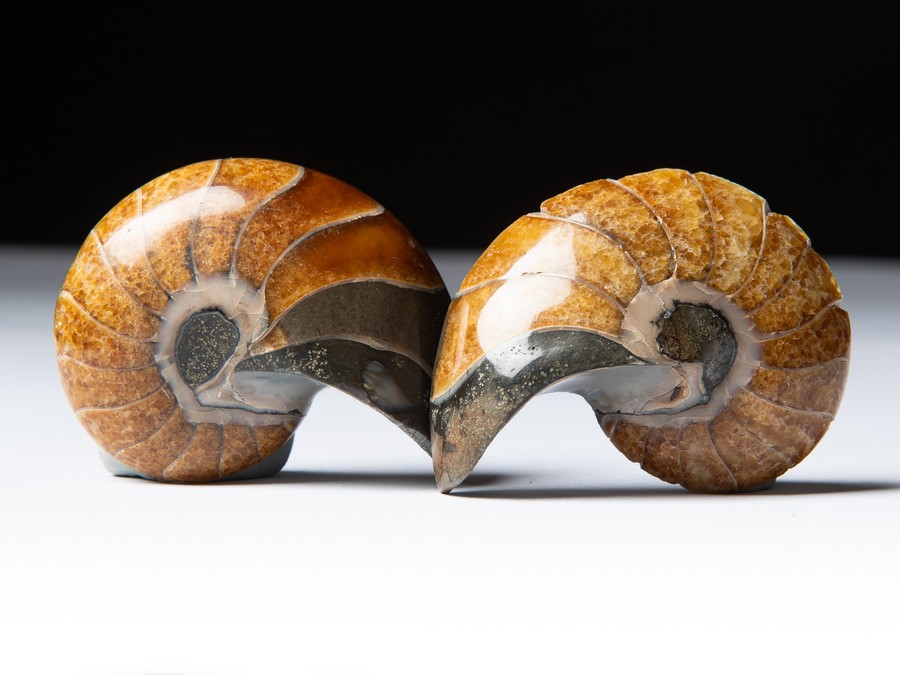 Versteinerter Nautilus aus Madagaskar