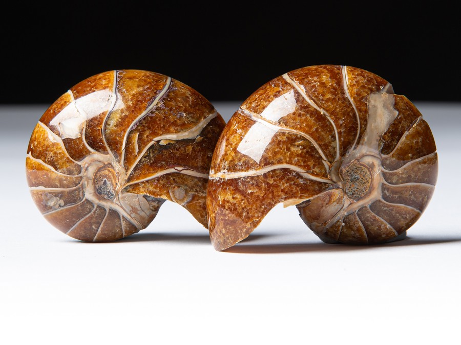 Versteinerter Nautilus aus Madagaskar