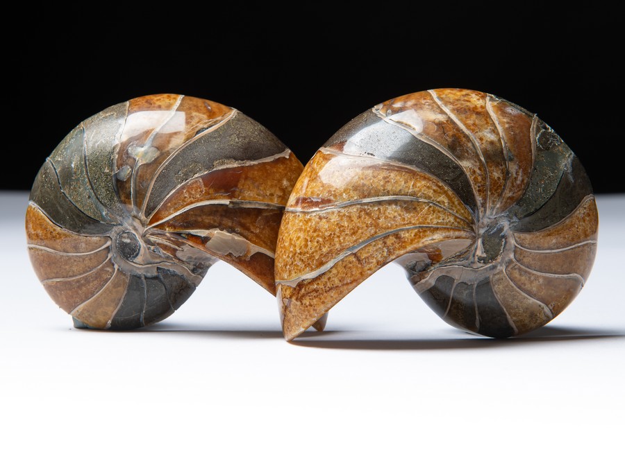 Versteinerter Nautilus aus Madagaskar