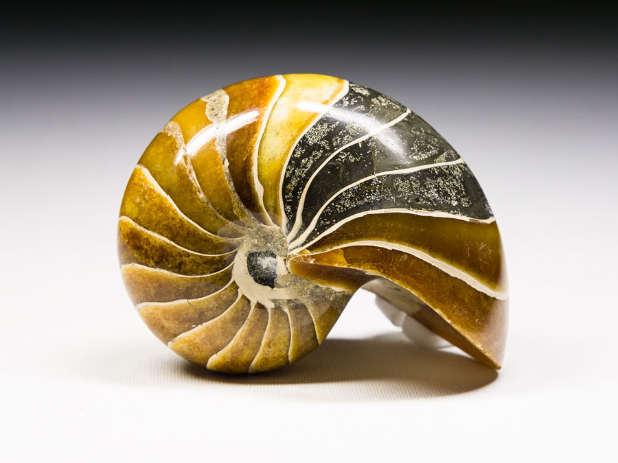 Versteinerter Nautilus aus Madagaskar
