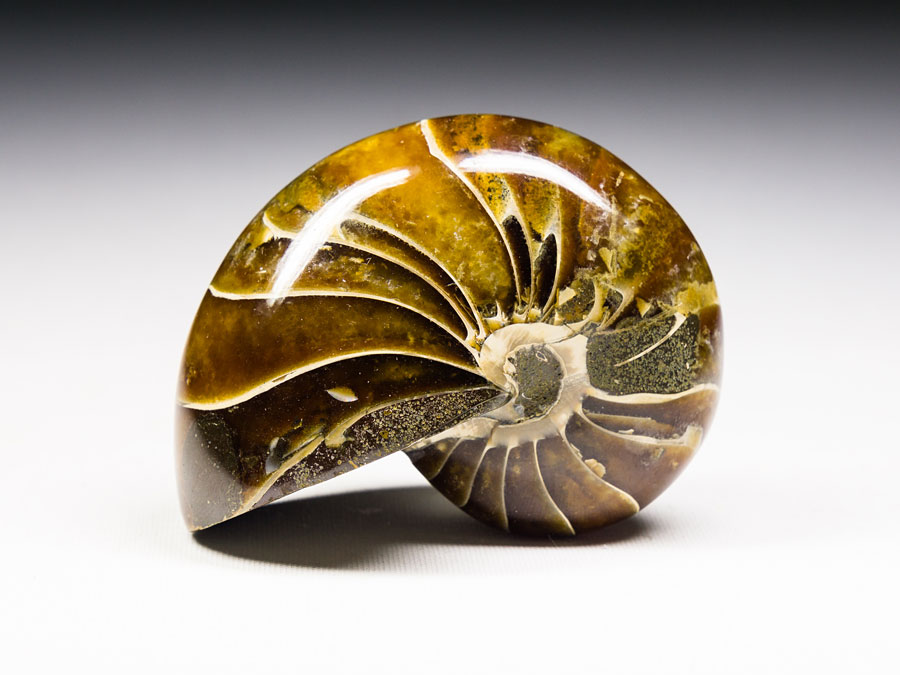 Versteinerter Nautilus aus Madagaskar