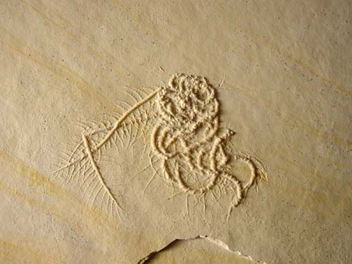 Fossilien aus Solnhofener Plattenkalk