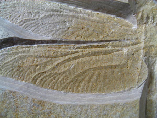 Fossilien aus Solnhofener Plattenkalk