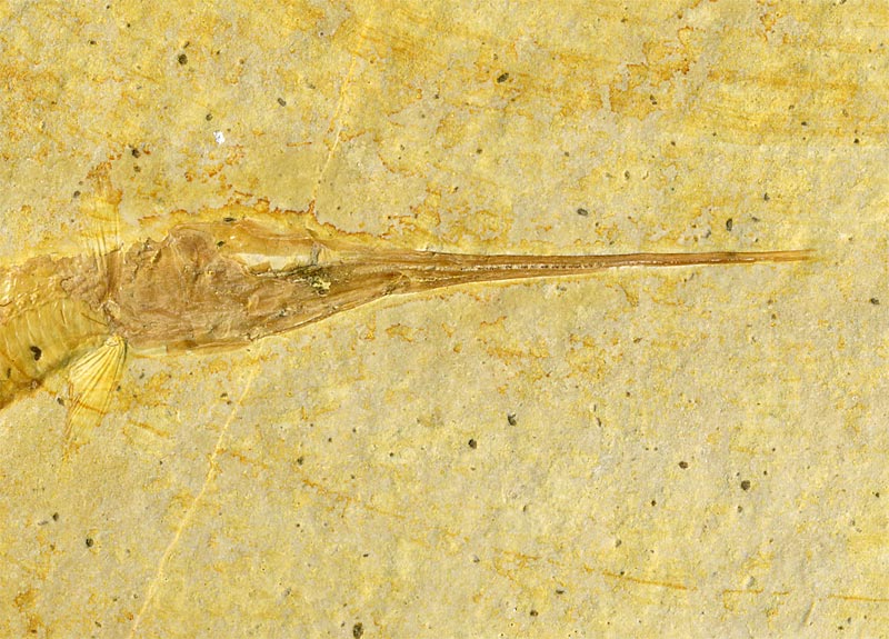 Fossilien aus dem Solnhofener Plattenkalk (Solnhofener Naturstein) zum ...