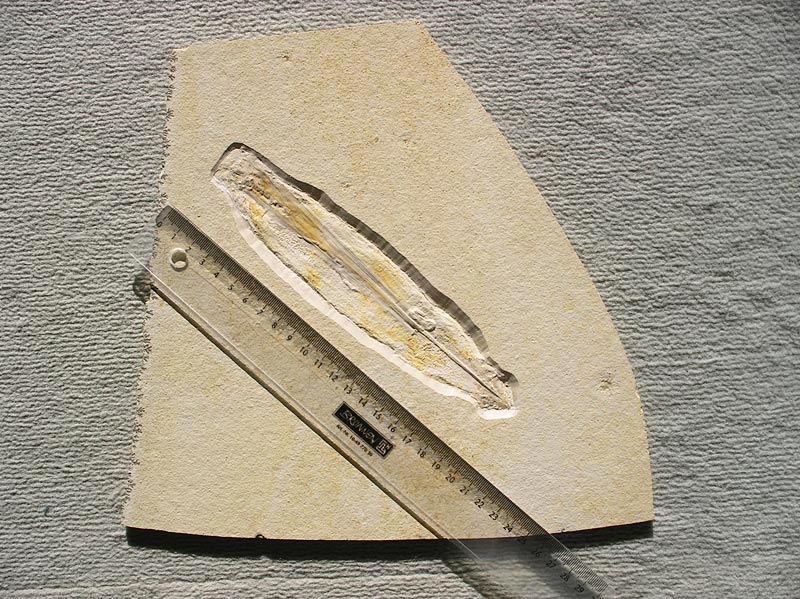 Fossilien aus dem Solnhofener Plattenkalk (Solnhofener Naturstein) zum ...