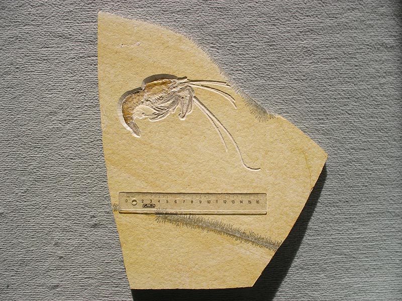 Fossilien aus dem Solnhofener Plattenkalk (Solnhofener Naturstein) zum ...