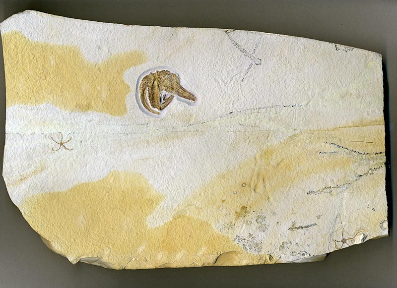 Fossilien aus Solnhofener Plattenkalk