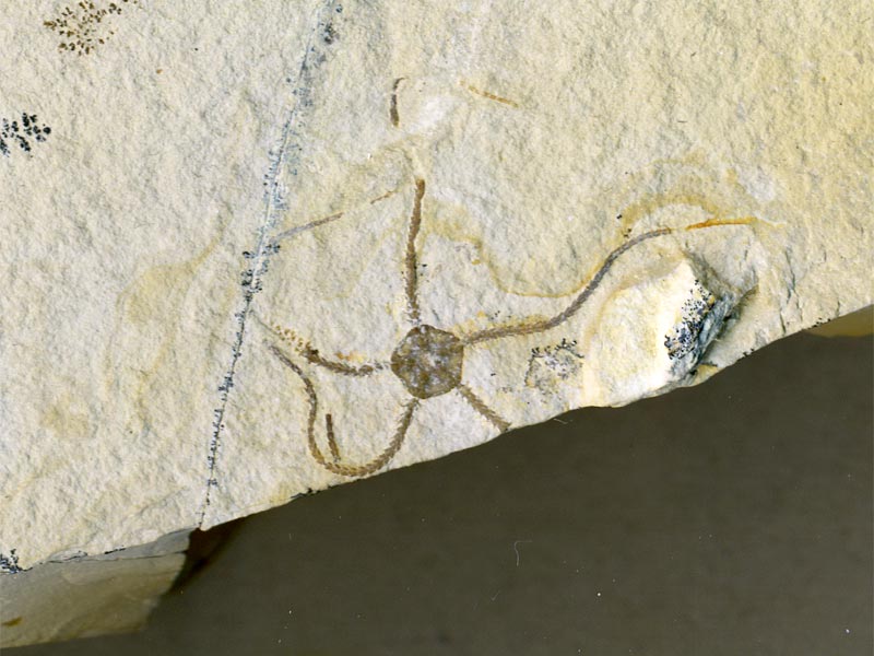 Fossilien aus Solnhofener Plattenkalk