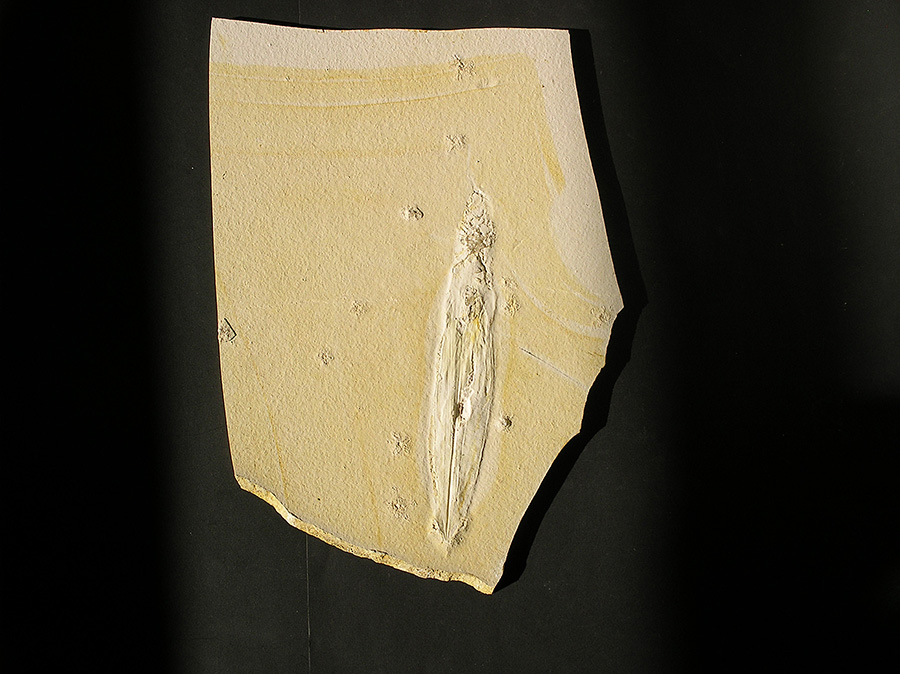 Fossilien aus dem Solnhofener Plattenkalk zum Kaufen