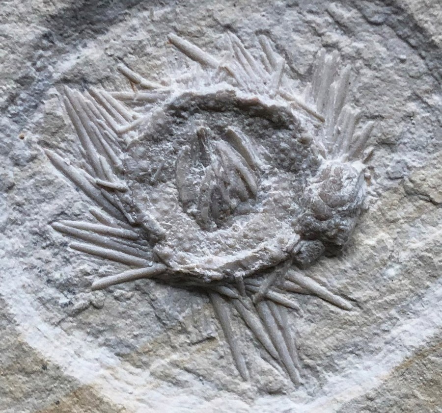 Fossilien aus dem Solnhofener Plattenkalk zum Kaufen