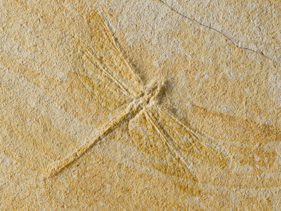 Fossilien aus dem Solnhofener Plattenkalk zum Kaufen