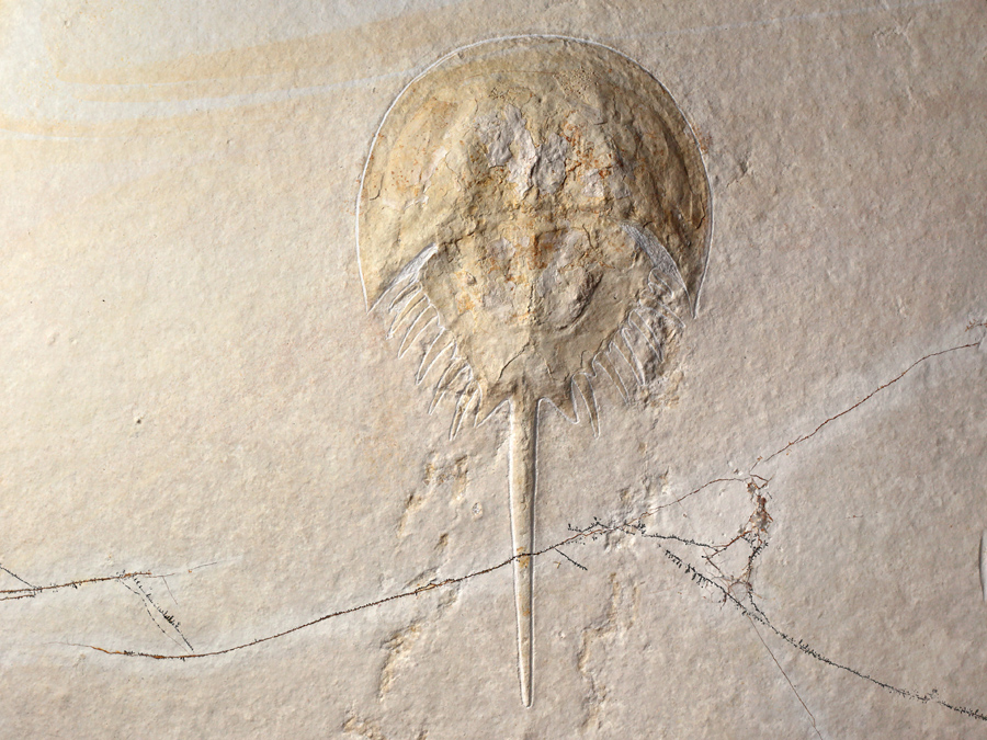 Fossilien aus dem Solnhofener Plattenkalk zum Kaufen