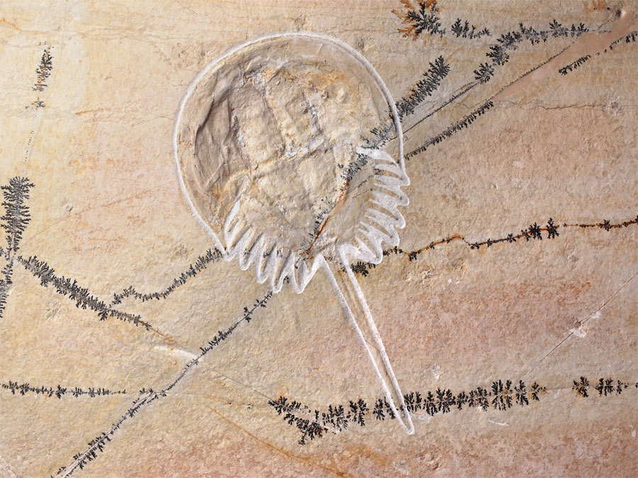 Fossilien aus dem Solnhofener Plattenkalk zum Kaufen