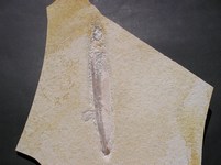 Fossilien aus dem Solnhofener Plattenkalk (Solnhofener Naturstein) zum ...