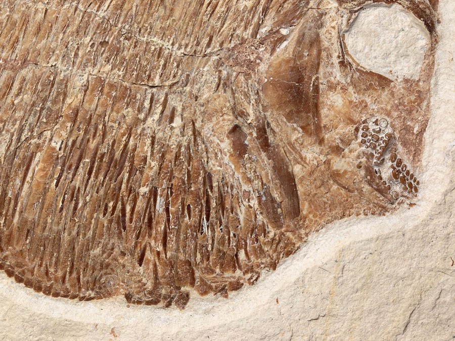 Fossilien aus dem Solnhofener Plattenkalk zum Kaufen