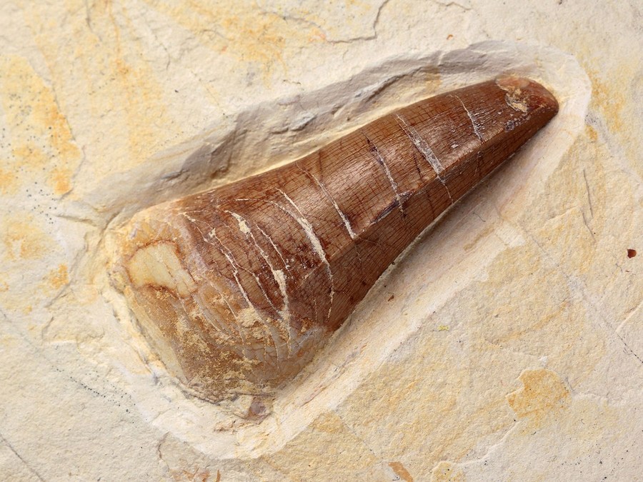 Fossilien aus dem Solnhofener Plattenkalk zum Kaufen