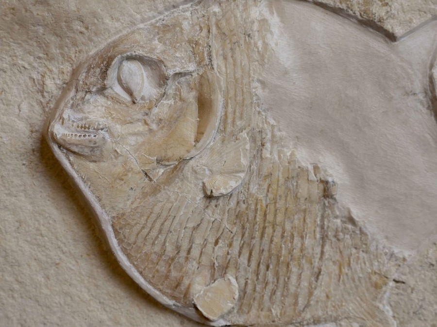 Fossilien aus dem Solnhofener Plattenkalk zum Kaufen