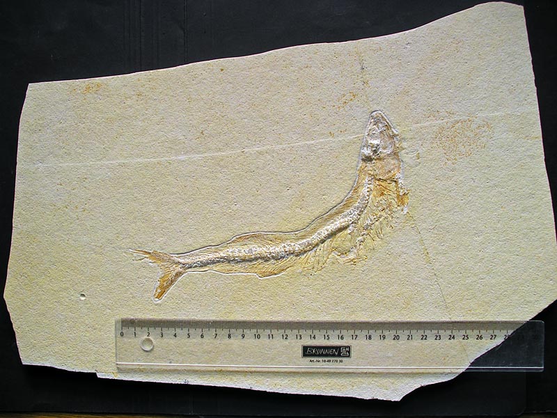 Fossilien aus dem Solnhofener Plattenkalk (Solnhofener Naturstein) zum ...
