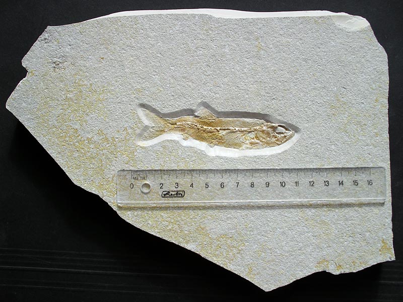 Fossilien aus dem Solnhofener Plattenkalk (Solnhofener Naturstein) zum ...