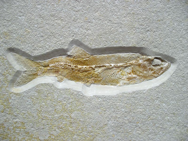 Fossilien aus dem Solnhofener Plattenkalk (Solnhofener Naturstein) zum ...