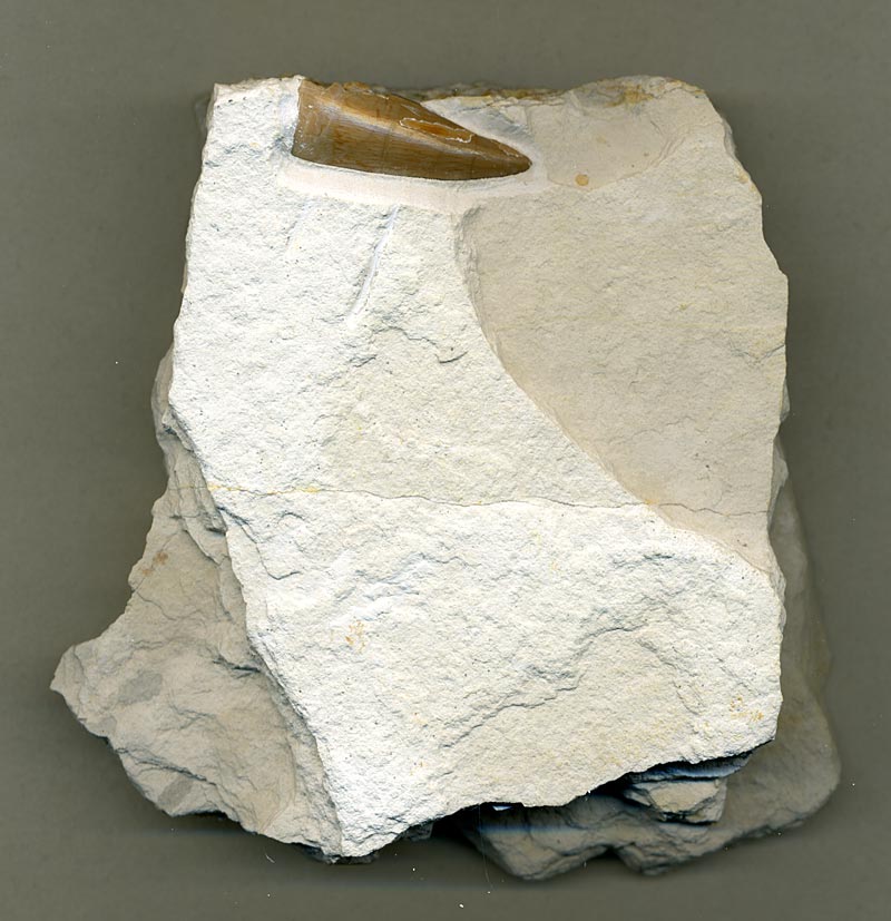 Fossilien aus Solnhofener Plattenkalk