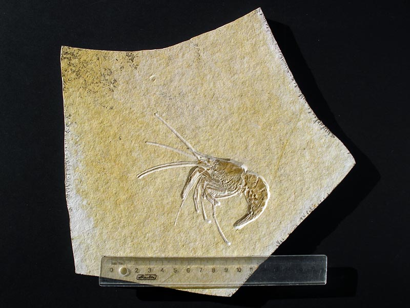 Fossilien aus dem Solnhofener Plattenkalk (Solnhofener Naturstein) zum ...