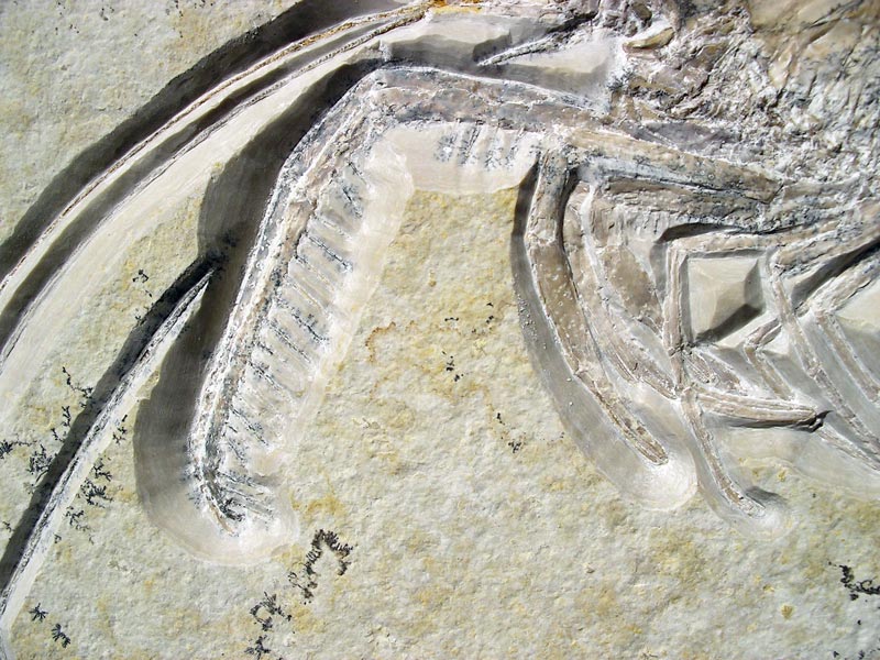 Fossilien aus dem Solnhofener Plattenkalk (Solnhofener Naturstein) zum ...