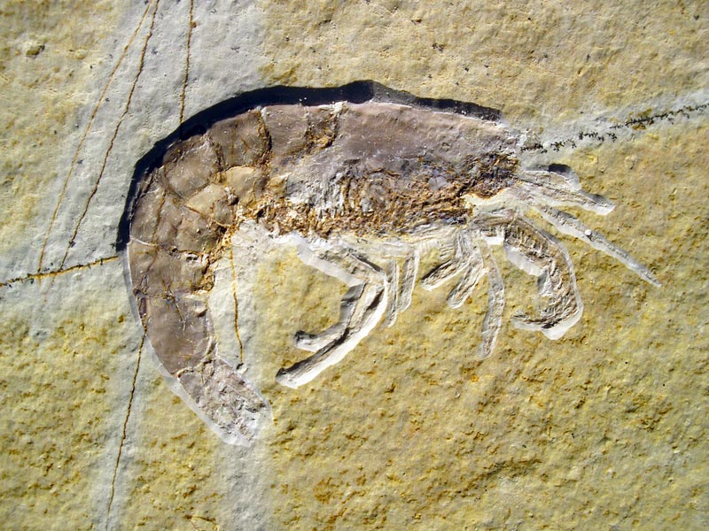 Fossilien aus dem Solnhofener Plattenkalk (Solnhofener Naturstein) zum ...