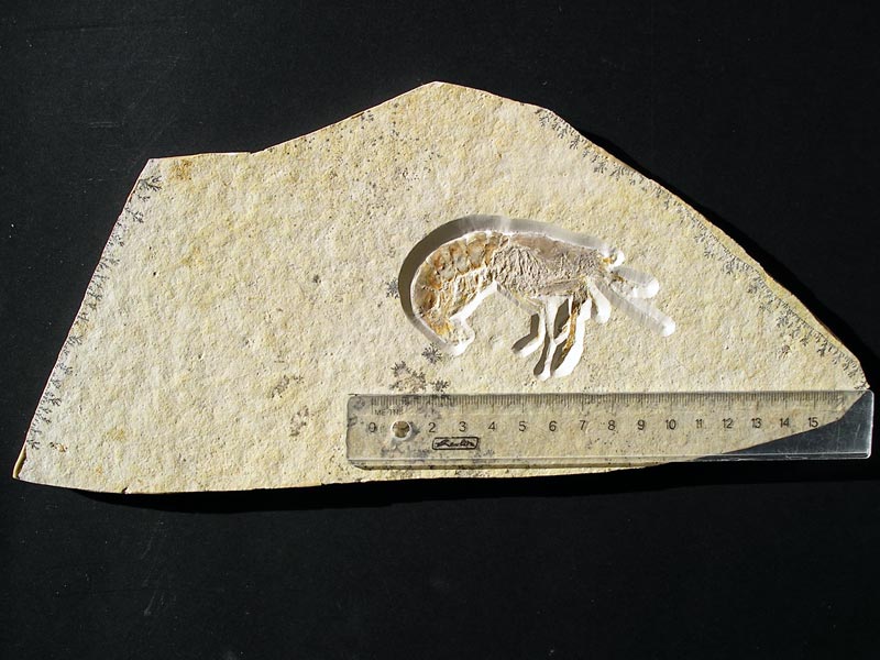 Fossilien aus dem Solnhofener Plattenkalk (Solnhofener Naturstein) zum ...