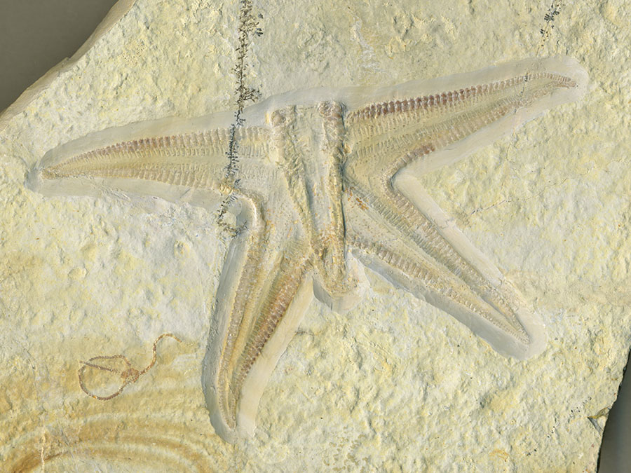 Fossilien aus Solnhofener Plattenkalk