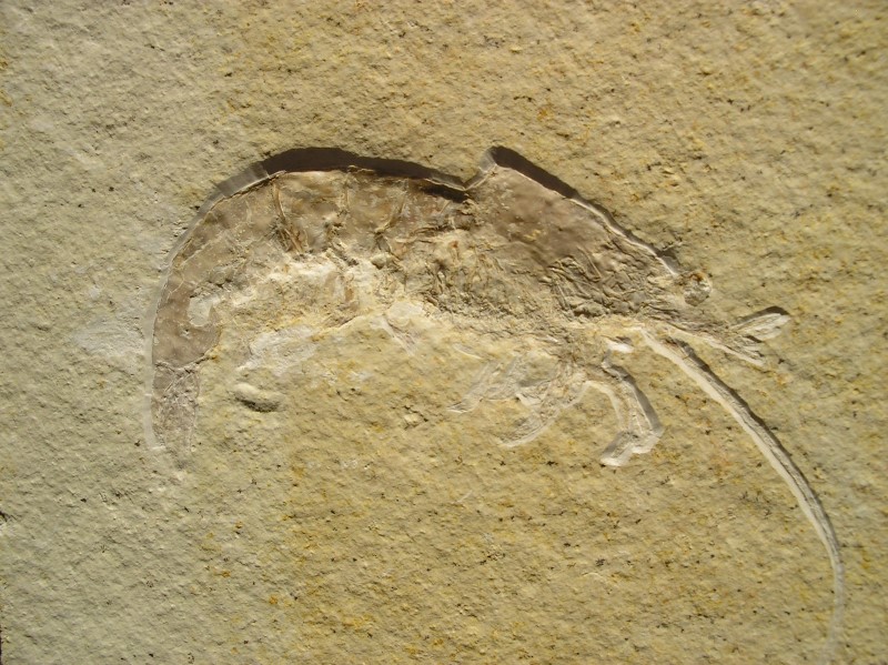 Fossilien aus Solnhofener Plattenkalk