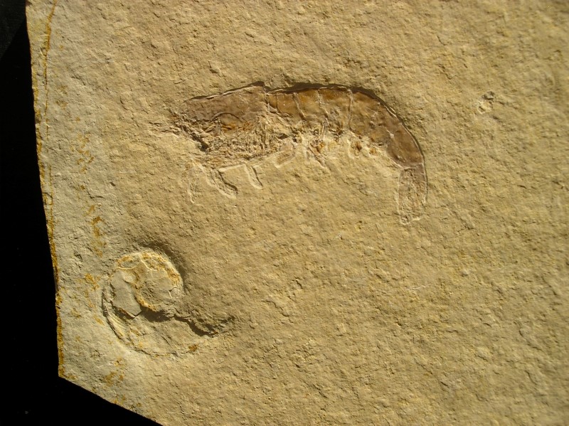 Fossilien aus Solnhofener Plattenkalk