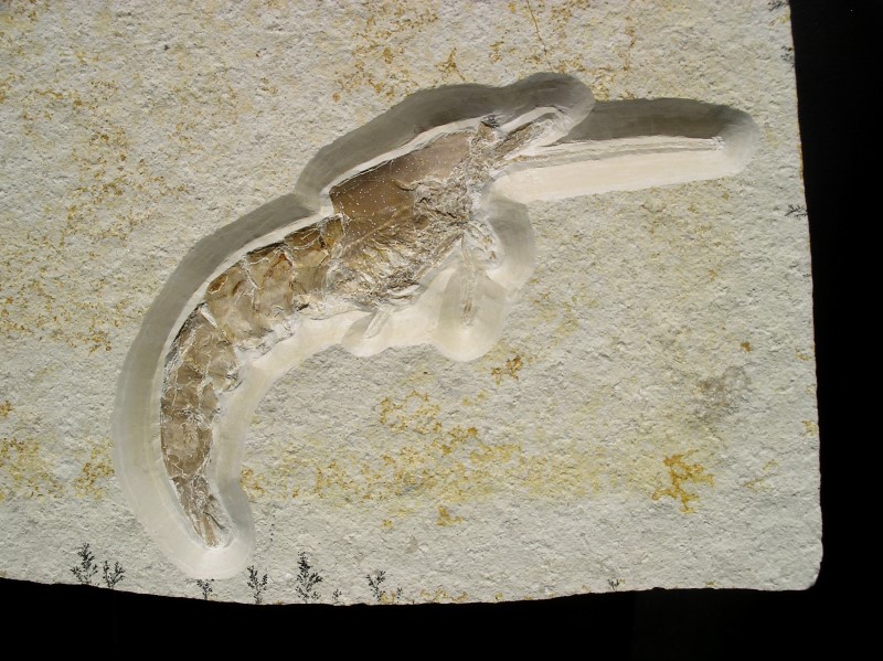 Fossilien aus Solnhofener Plattenkalk