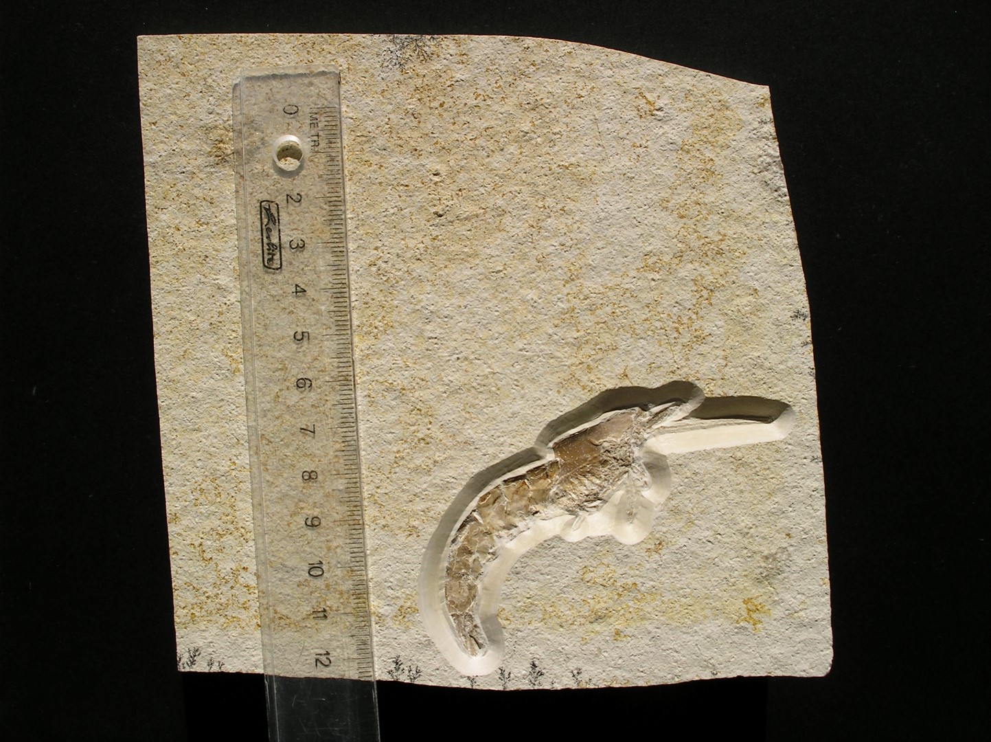 Fossilien aus Solnhofener Plattenkalk