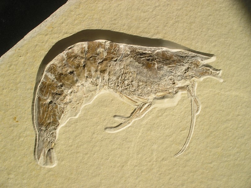 Fossilien aus Solnhofener Plattenkalk