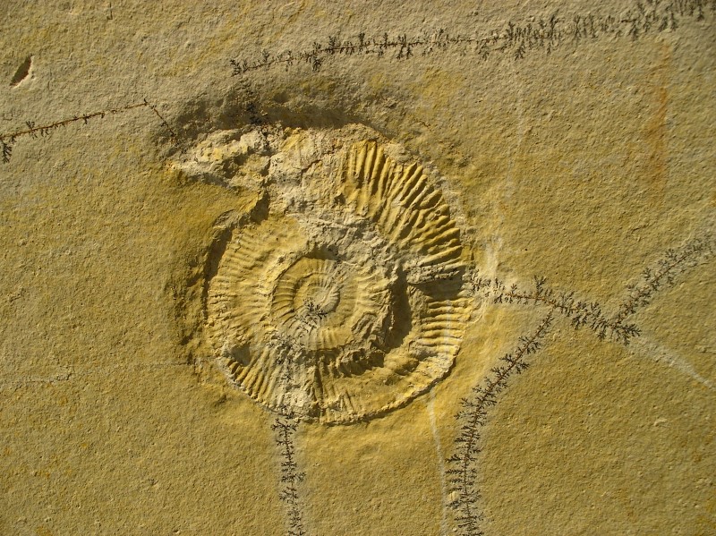 Fossilien aus Solnhofener Plattenkalk