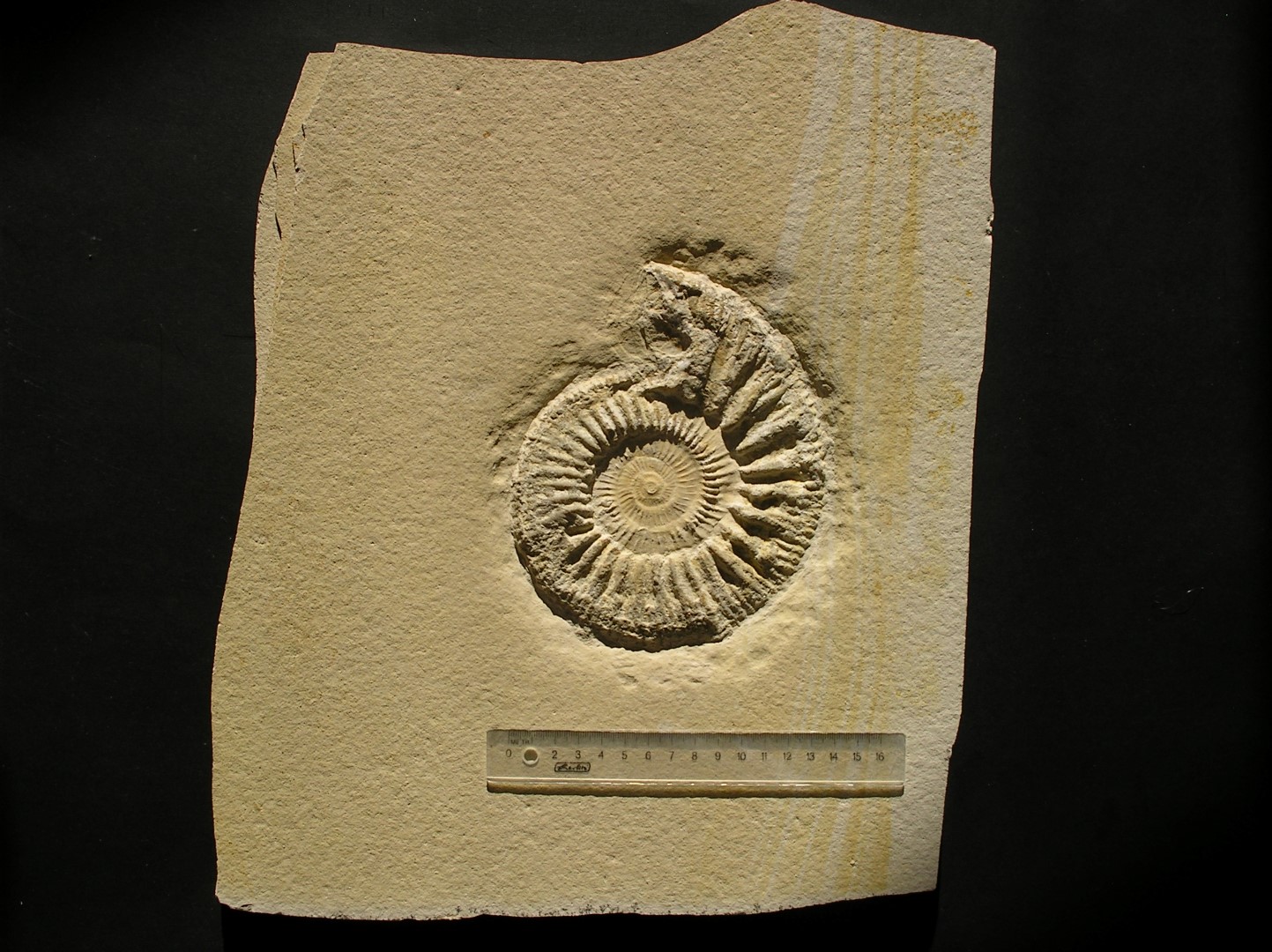 Fossilien aus Solnhofener Plattenkalk
