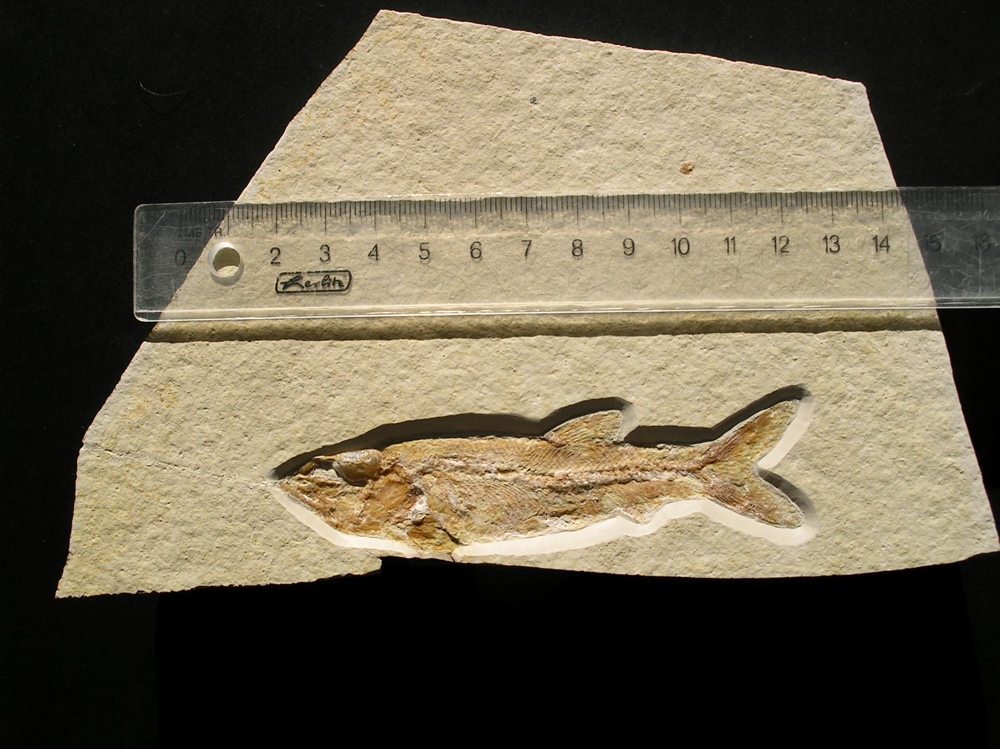 Fossilien aus Solnhofener Plattenkalk