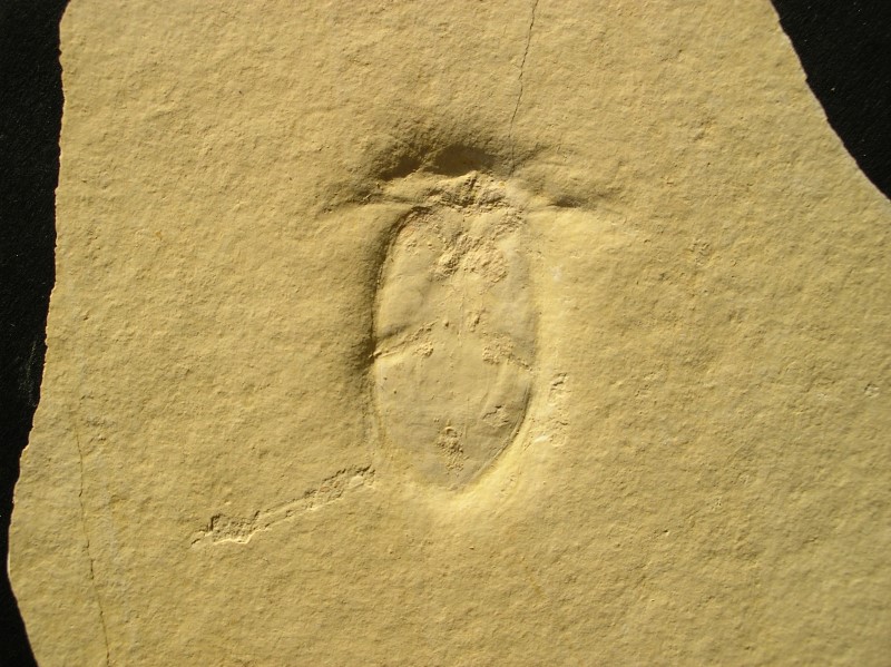 Fossilien aus Solnhofener Plattenkalk