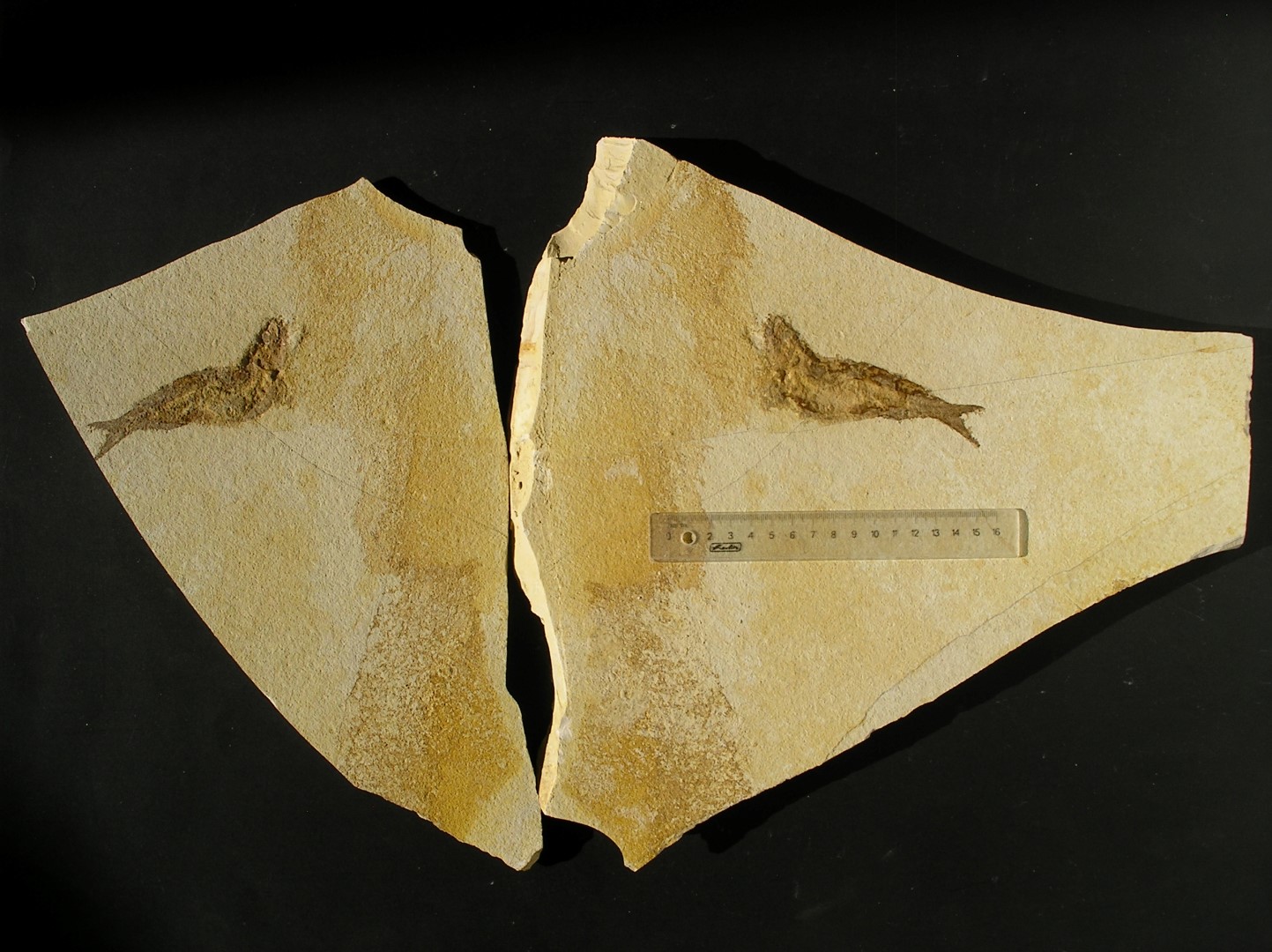 Fossilien aus Solnhofener Plattenkalk