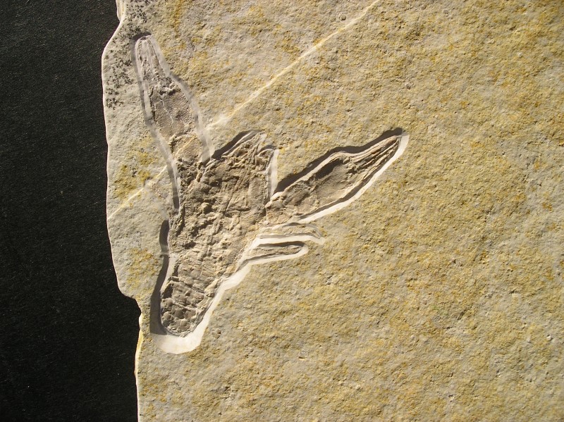 Fossilien aus Solnhofener Plattenkalk